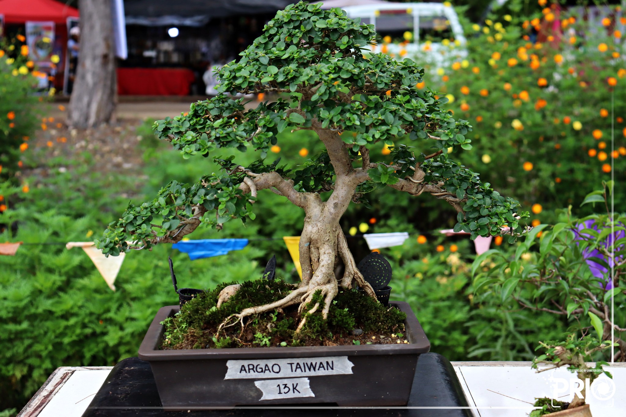 Garden Show and Landscaping Competition at the Fullbright Garden ...